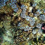 Difference Between Sponges and Corals | Difference Between | Sponges vs ...