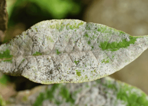 Difference Between Mold and Mildew | Difference Between | Mold vs Mildew