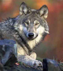 Difference Between Wolf and Wolverine | Difference Between | Wolf vs ...