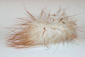 Difference Between Down and Feathers | Difference Between | Down vs ...