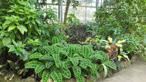 Difference Between Plants and Humans | Difference Between | Plants vs ...