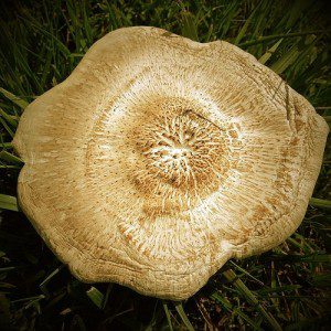 The Differences between Plants and Protists | Difference Between | The ...