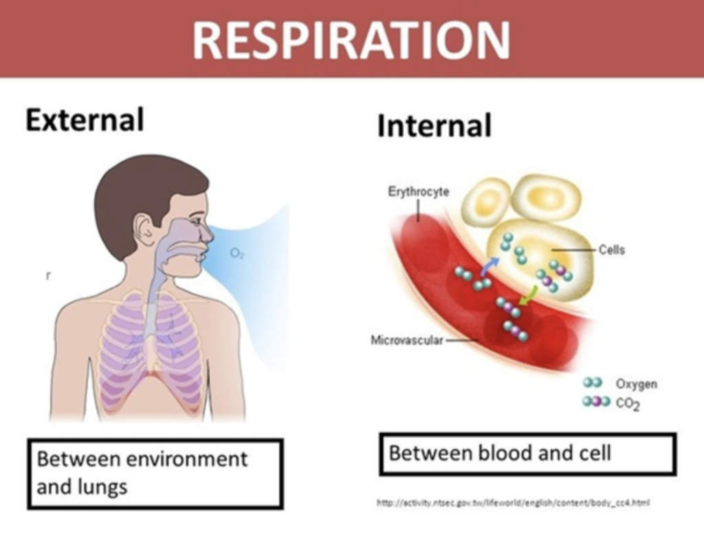 Difference Between Internal and External Environment | Difference Between