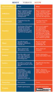 Difference Between Root and Stem | Difference Between | Root vs Stem