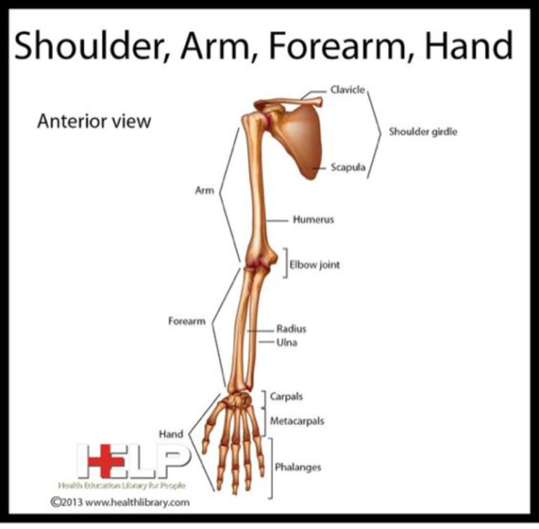 Difference Between Hand and Arm | Difference Between | Hand vs Arm