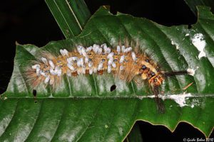 Difference Between Parasite and Pathogen | Difference Between ...
