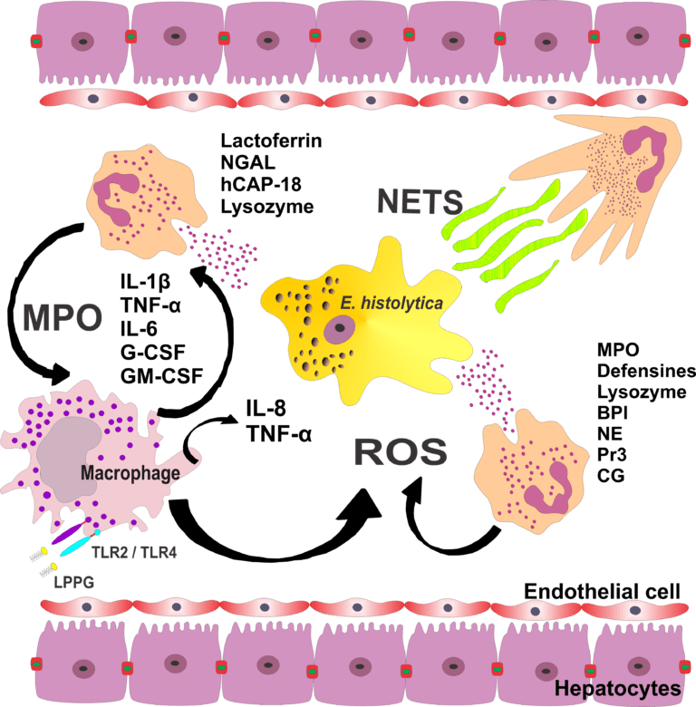 Difference Between Bactericidal and Bacteriostatic | Difference Between ...