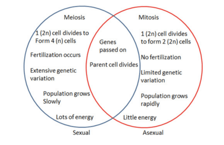 Difference Between Sexual and Asexual Reproduction | Difference Between ...