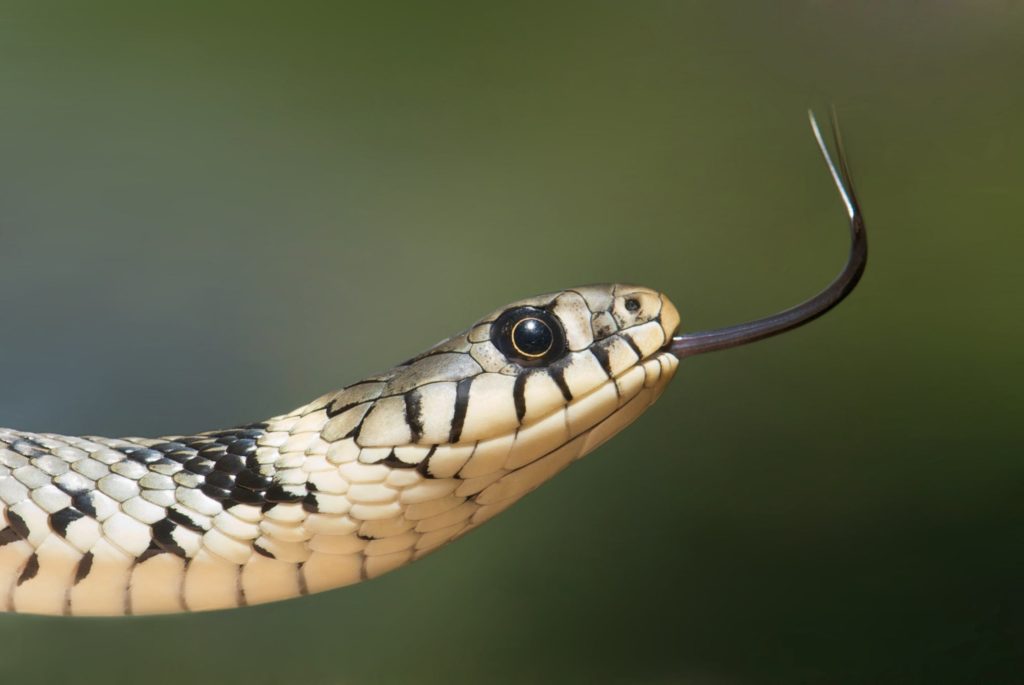 Difference between Python and King Cobra | Difference Between ...