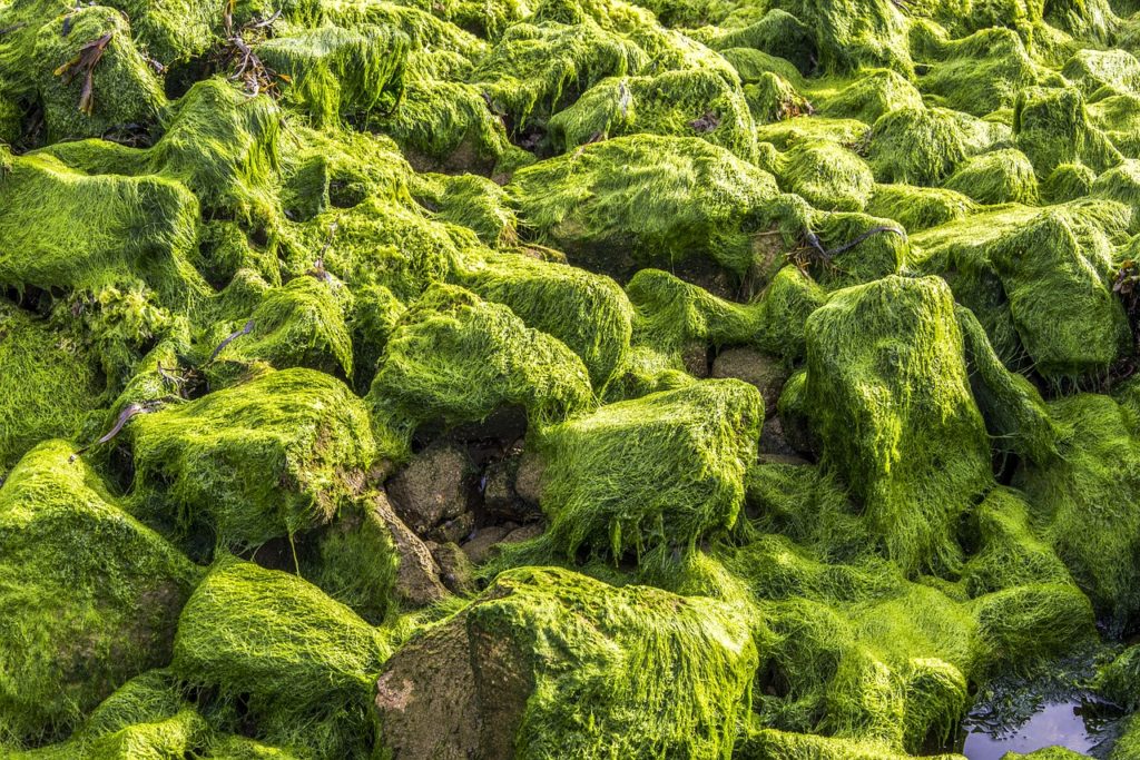 Difference Between Algae and Seaweed | Difference Between | Algae vs ...