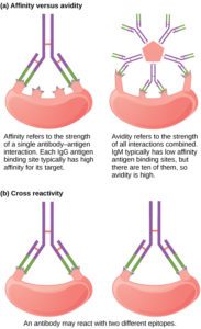 Difference Between Affinity and Avidity | Difference Between | Affinity ...