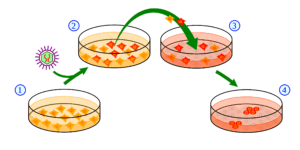 Difference Between Pluripotent and Multipotent Stem Cell | Difference ...