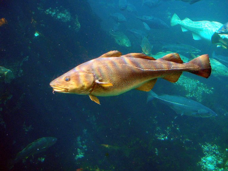 Difference Between Halibut and Cod | Difference Between | Halibut vs Cod