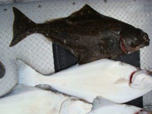 Difference Between Halibut and Cod | Difference Between | Halibut vs Cod