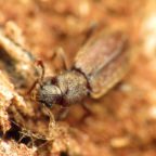 Difference Between | Author Caleb Strom | Caleb Strom