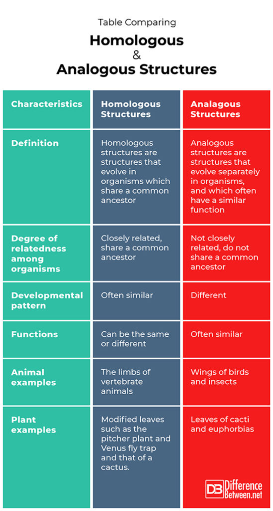 Difference Between Homologous and Analogous Structures | Difference ...