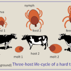 Difference Between | Archive for Articles Biology | Biology
