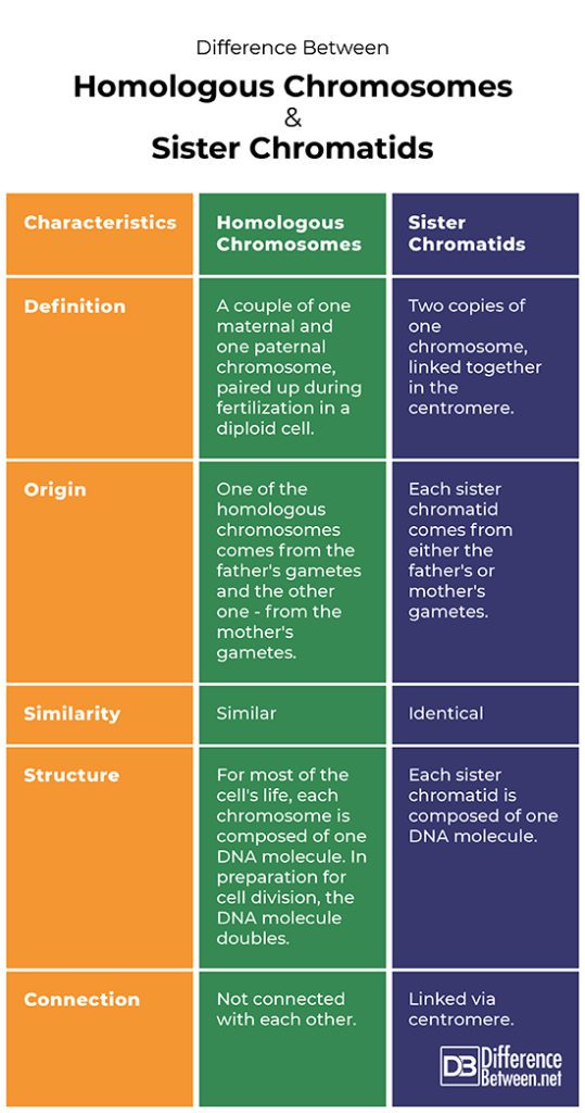 Difference Between Homologous Chromosomes and Sister Chromatids | Difference Between ...