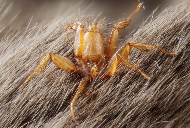 Difference Between Parasite and Parasitoid | Difference Between ...