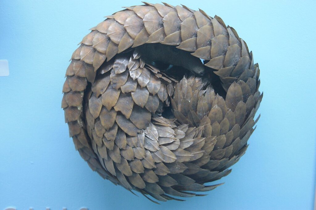 Difference Between Pangolin and Anteater | Difference Between | Pangolin vs Anteater