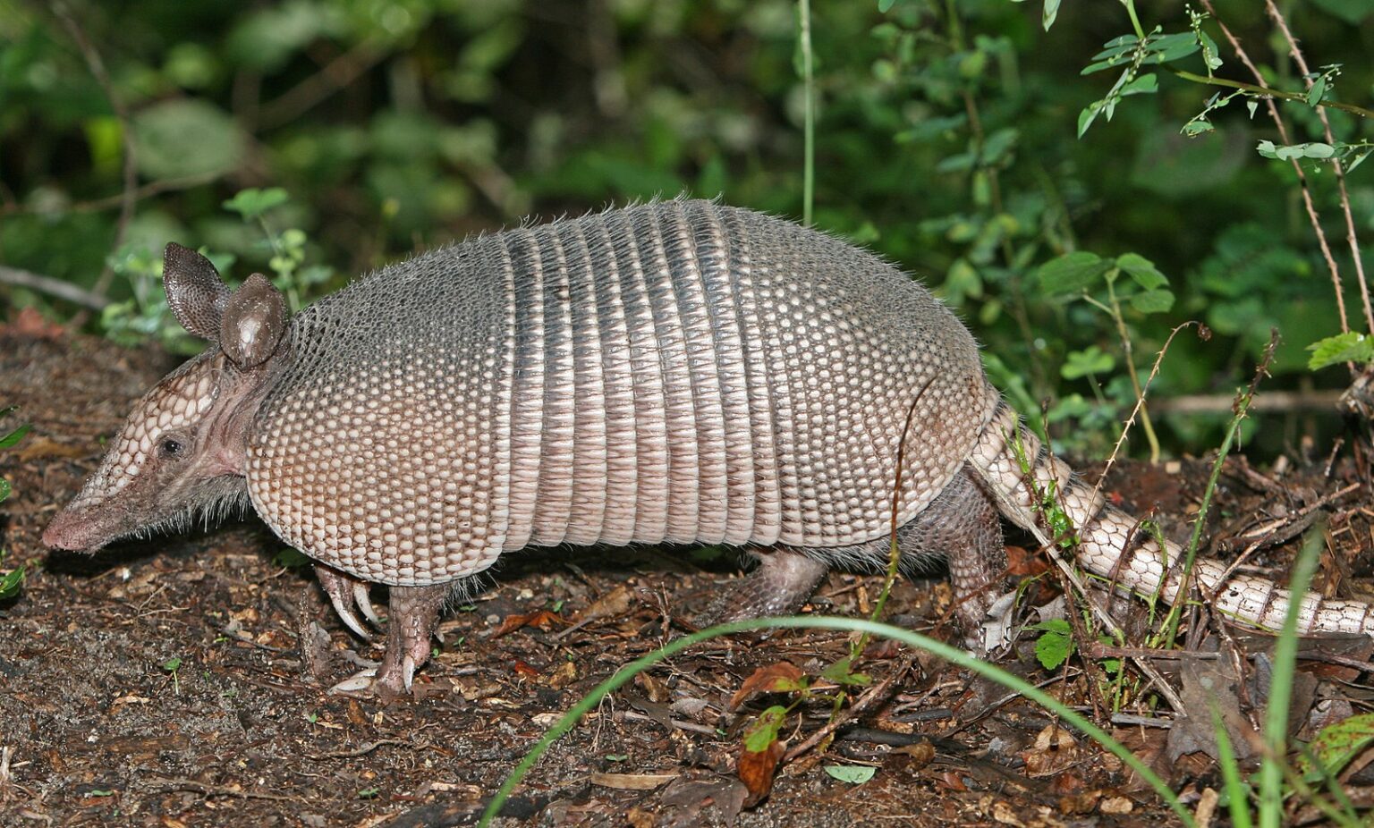 Difference Between Armadillo and Pangolin | Difference Between