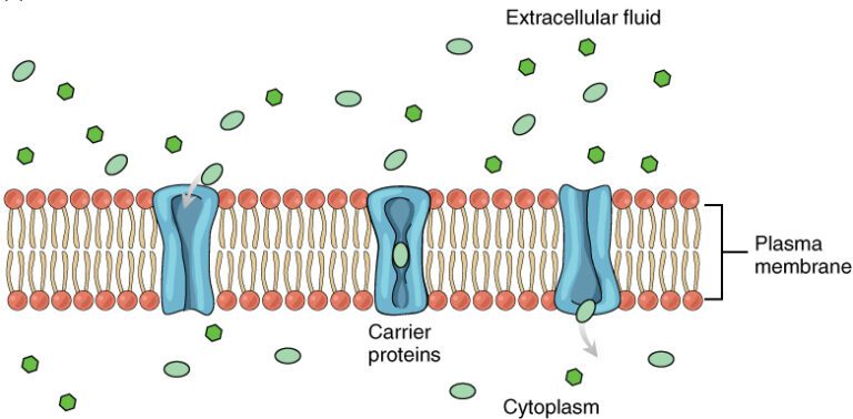 Difference Between Channel and Carrier Proteins | Difference Between ...