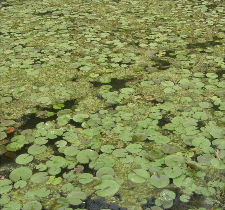 Difference Between Oligotrophic and Eutrophic | Difference Between