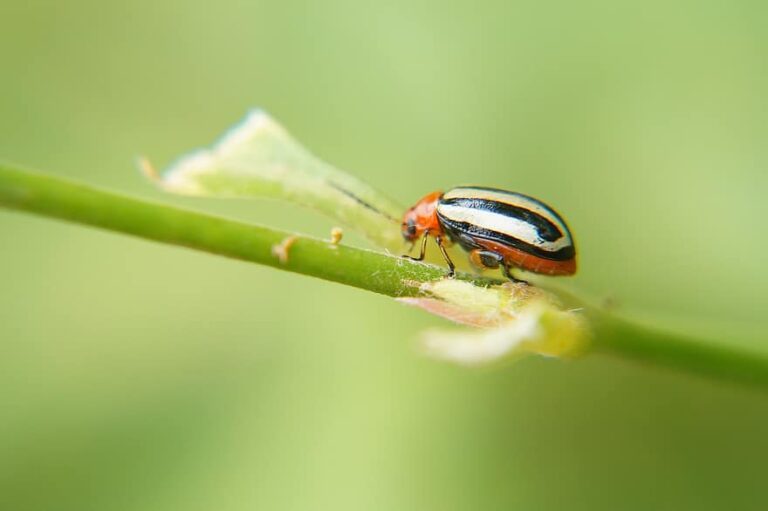 Difference Between Etymology and Entomology | Difference Between ...