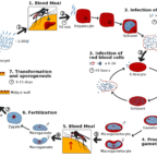 Difference Between | Tag archive for vector | vector