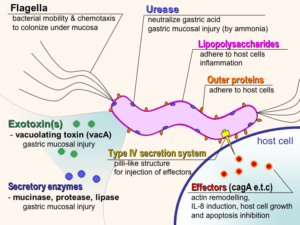 Difference Between Virulence and Pathogenicity | Difference Between | Virulence vs Pathogenicity