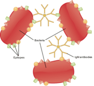 Difference Between Antibody Test IgG and IgM | Difference Between ...