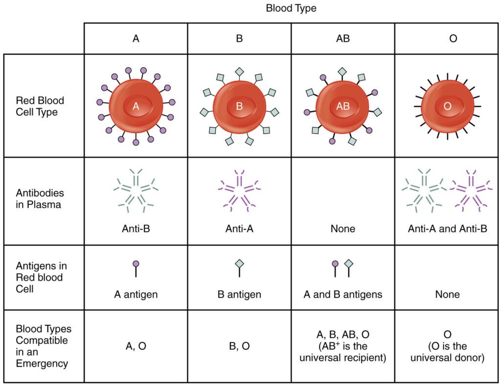 Difference Between Antibody and Antigen Test | Difference Between ...