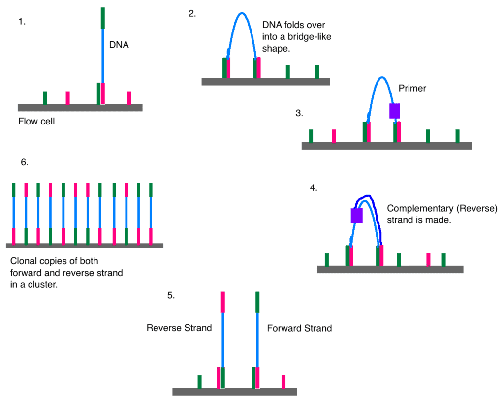 Difference Between Whole Genome Sequencing and Next Generation ...
