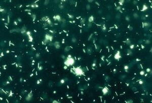 Difference Between Zoonotic Diseases and Vector Borne Diseases ...