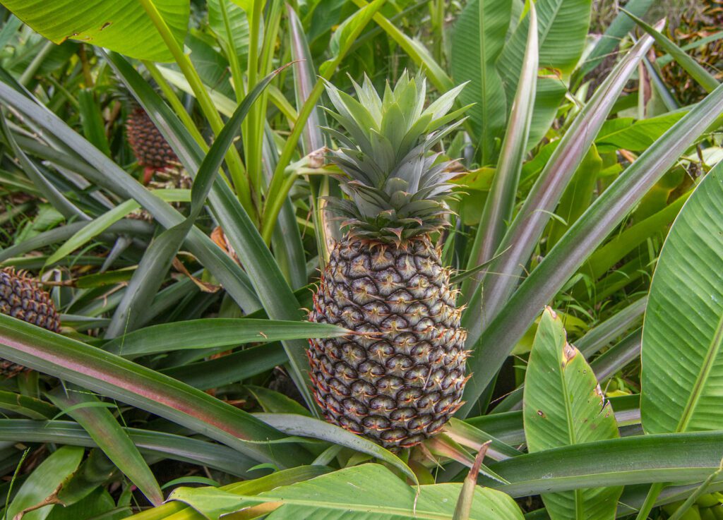 Difference Between Ananas and Pineapple | Difference Between | Ananas ...