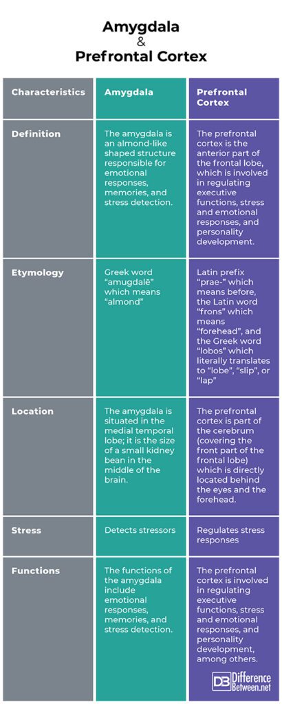 Difference Between the Amygdala and the Prefrontal Cortex | Difference ...