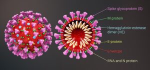 Difference Between Alpha, Beta, Gamma, and Delta Variants in ...