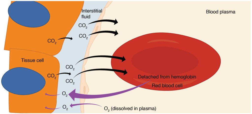 Difference Between Low Flow and High Flow Oxygen | Difference Between ...