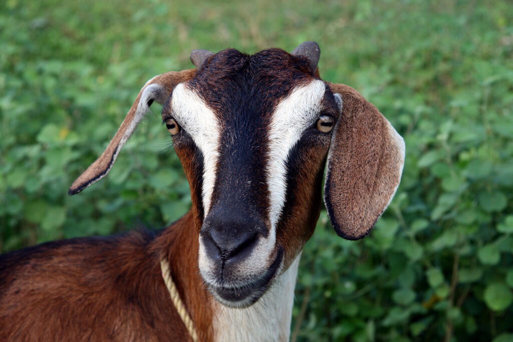 Difference Between Ram and Goat | Difference Between | Ram vs Goat