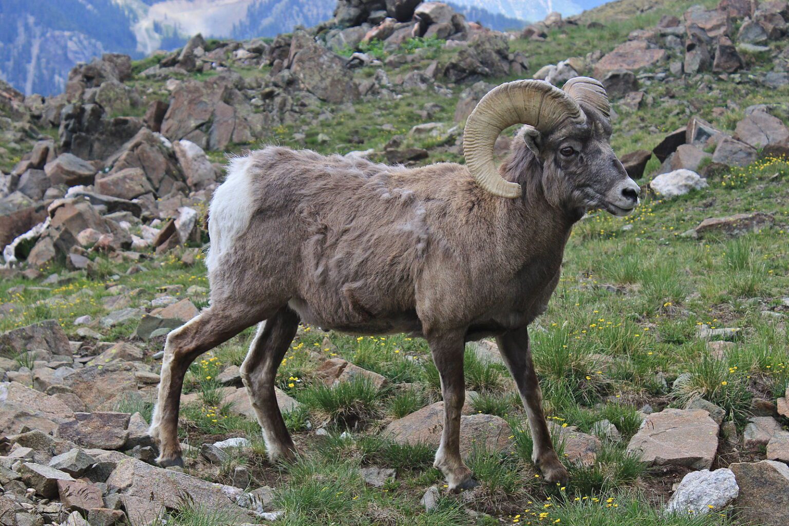 Difference Between Ram and Goat | Difference Between | Ram vs Goat