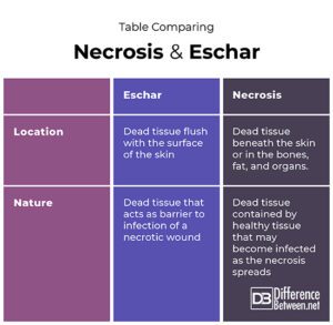 Difference Between Necrosis and Eschar | Difference Between