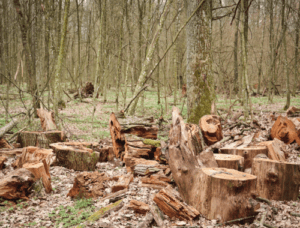 Difference Between Sustainable Forestry and Deforestation | Difference ...
