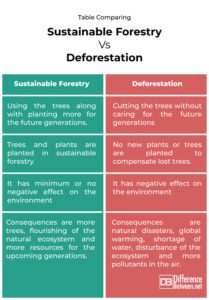 Difference Between Sustainable Forestry and Deforestation | Difference ...