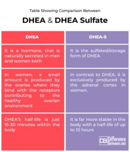 Comparison Between DHEA and DHEA Sulfate | Difference Between ...