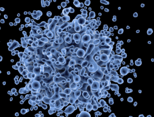 Difference Between Somatic Cells and Gamete | Difference Between ...