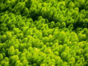 Difference Between Environmental Performance Index and Development | Difference Between ...