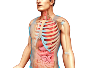 Difference Between Abs and Ribs | Difference Between | Abs vs Ribs