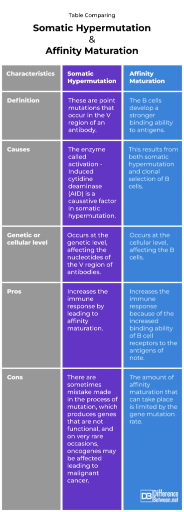Difference Between Somatic Hypermutation and Affinity Maturation ...