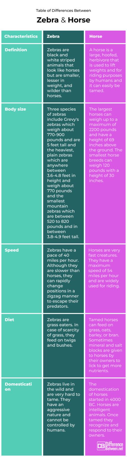 Difference Between Zebra And Horse | Difference Between | Zebra And Horse
