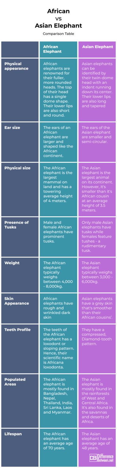 Difference Between African and Asian Elephants | Difference Between ...